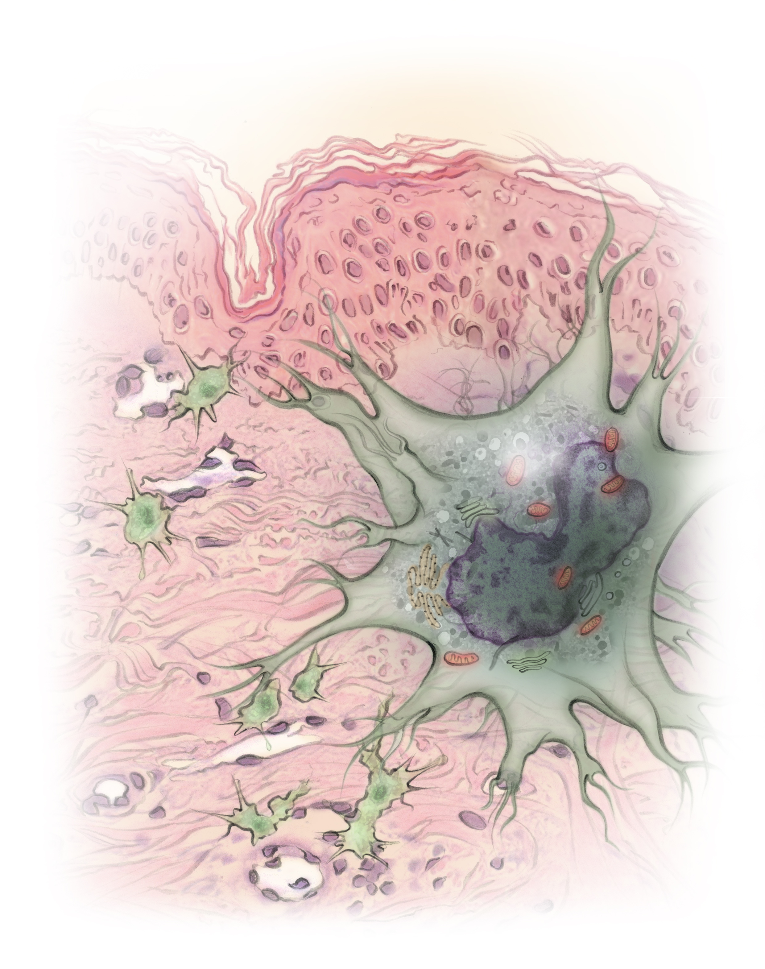 Dendritic Cells Diagram