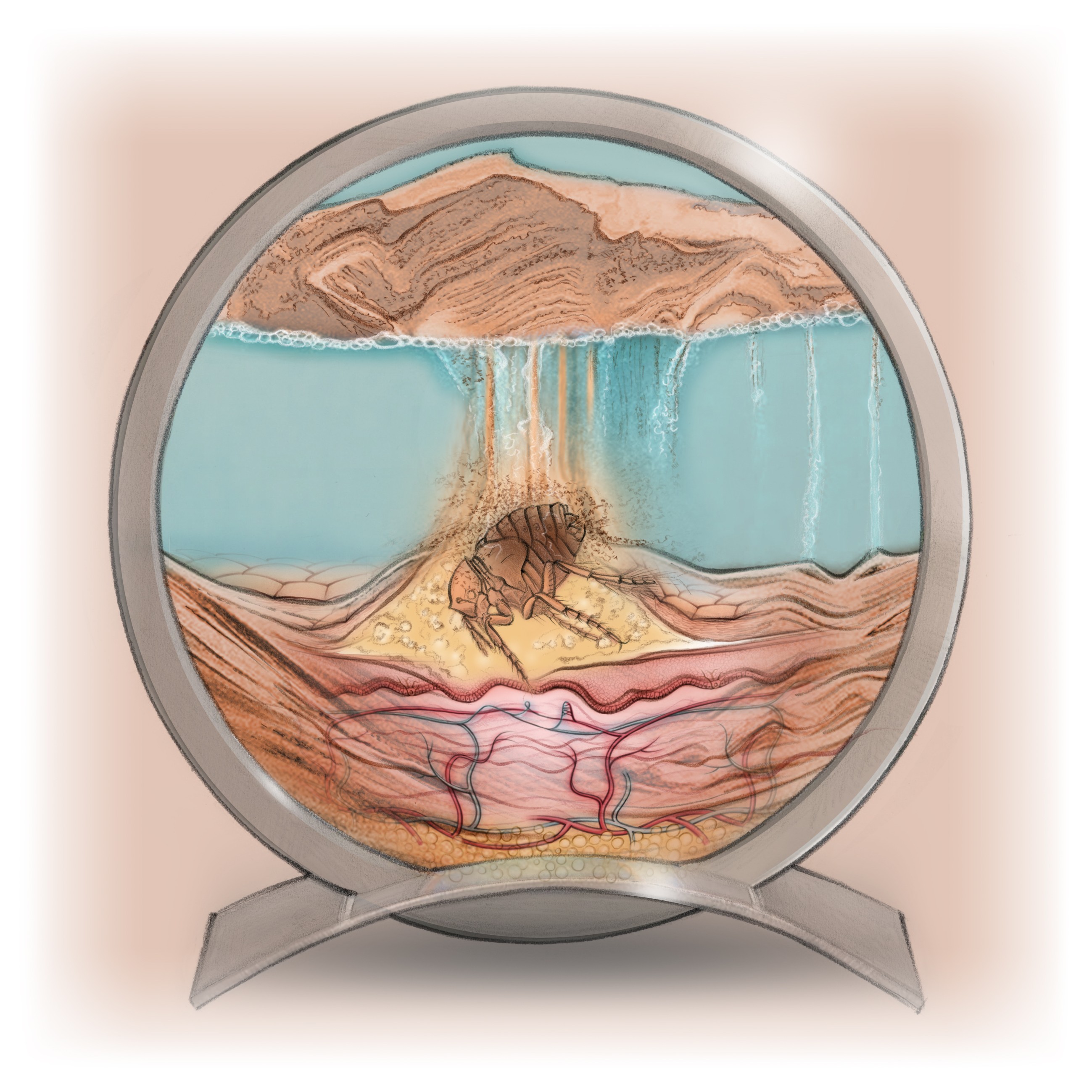 The Skin Atlas